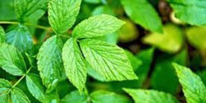 Čaj od lista MALINE za: Trudnice, plodnost, dijabetes, srce, prehlade ...