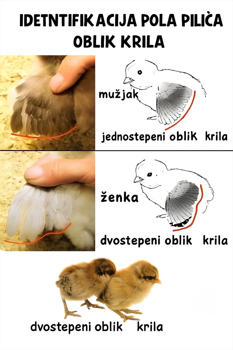 🐣 Određivanje spola pilića po obliku perja - Prirodni lijekovi za zdravlje