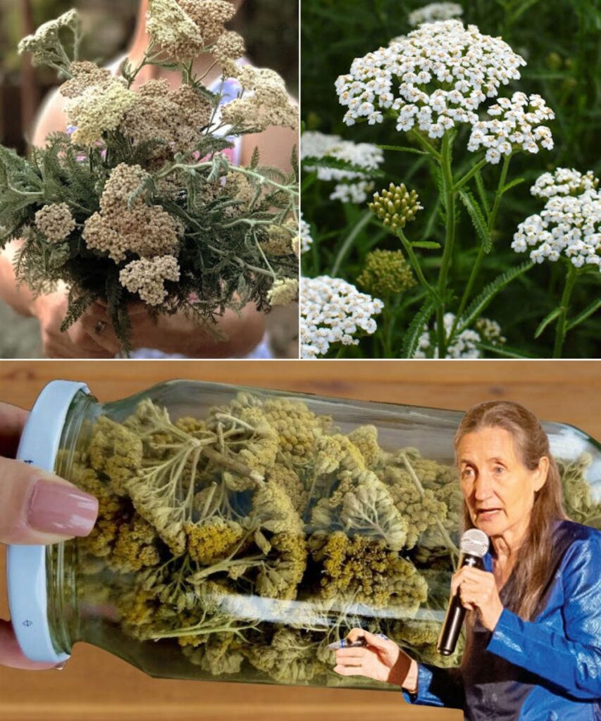 Yarrow: An Ancient Herbal Remedy with Powerful Health Benefits ...