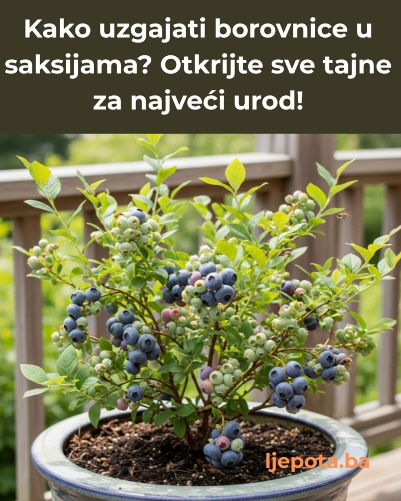 Kako uzgajati borovnice u saksijama? Otkrijte sve tajne za najveći urod ...