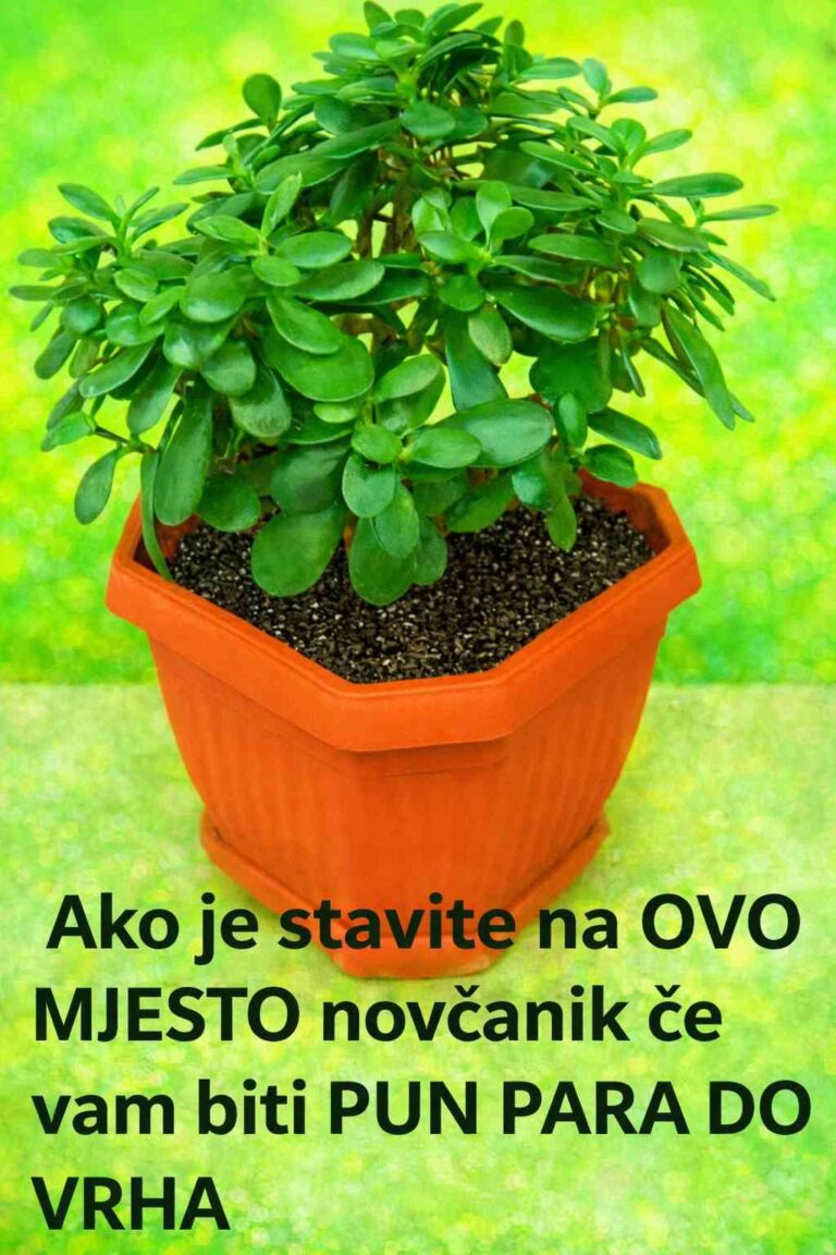 ZOVU JE ‘DRVO NOVCA’: Pogledajte gdje trebate staviti OVU BILJKU i ...